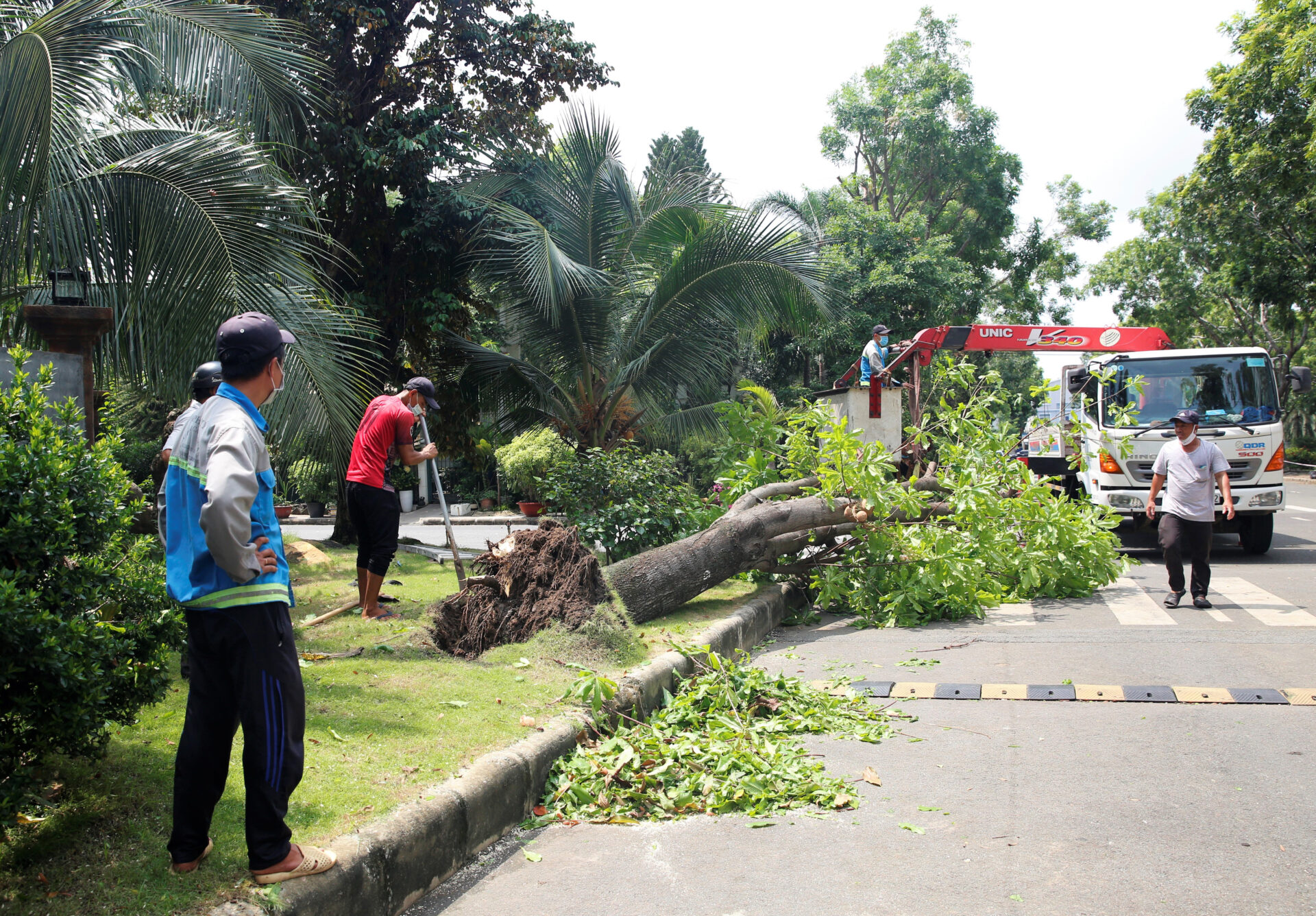 Follow in the footsteps of those who take care of the trees - Phú Mỹ ...